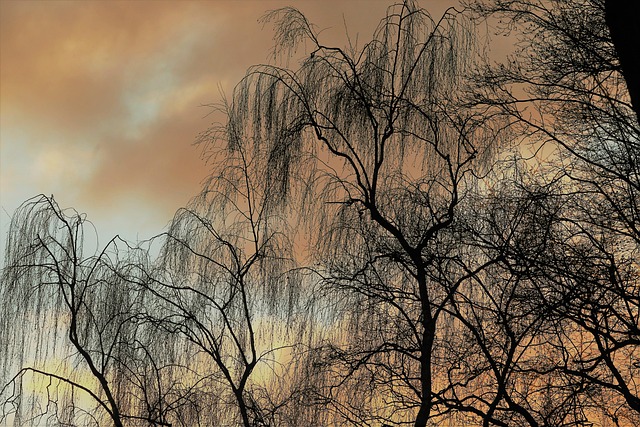 Luft Bäume - Kostenloses Foto auf Pixabay - Pixabay