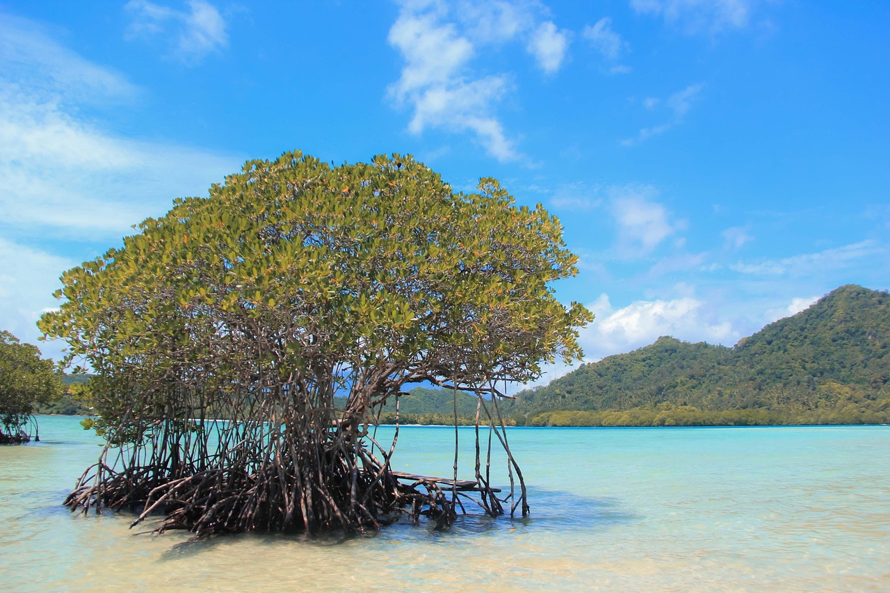 Pahawangisland Natur Mer - Photo gratuite sur Pixabay - Pixabay