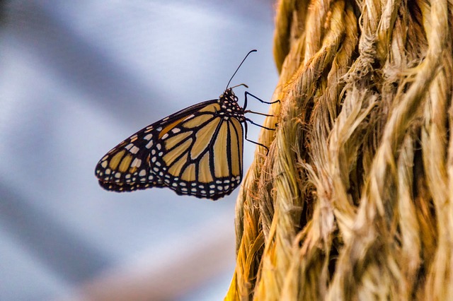 Page 3 - 30,000+ Free Butterfly Close Up & Butterfly Images - Pixabay