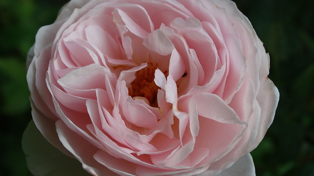 Rose Fleur Rosier - Photo gratuite sur Pixabay