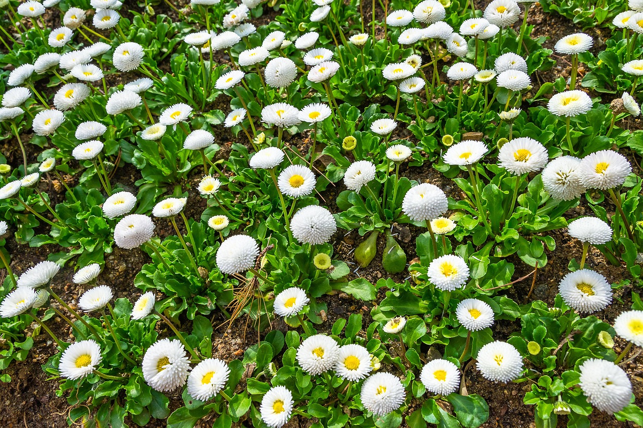 Bunga Taman Putih - Foto gratis di Pixabay - Pixabay