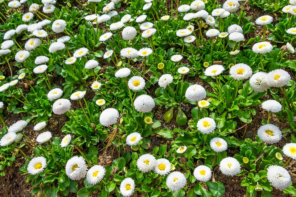 Fleur Jardin Blanc - Photo gratuite sur Pixabay - Pixabay