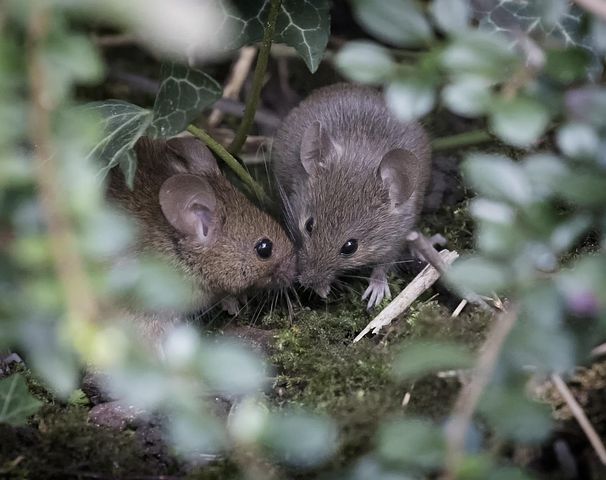 Waldmaus Bilder - Kostenlose Bilder herunterladen - Pixabay