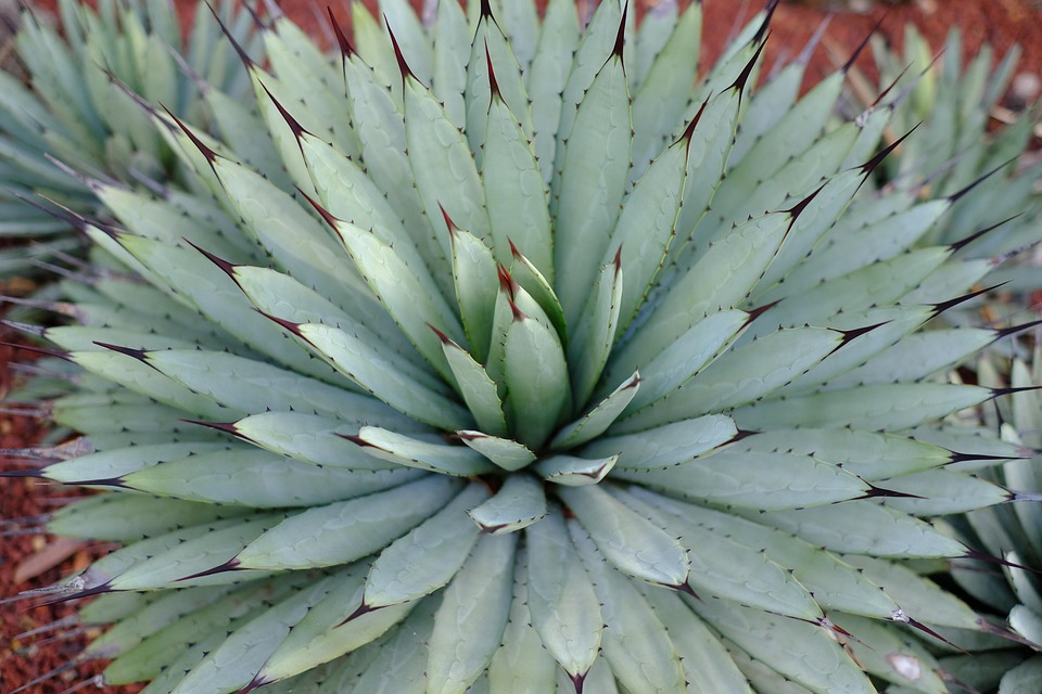 Cactus Spur Plant - Free photo on Pixabay