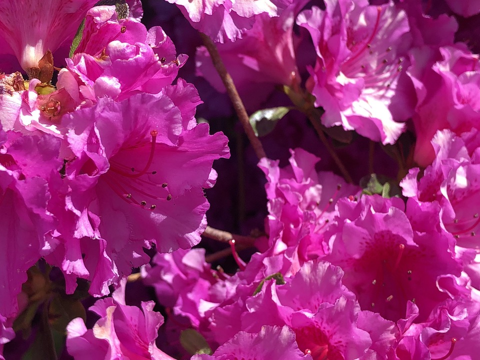 Azalia Flower Pink - Free photo on Pixabay - Pixabay