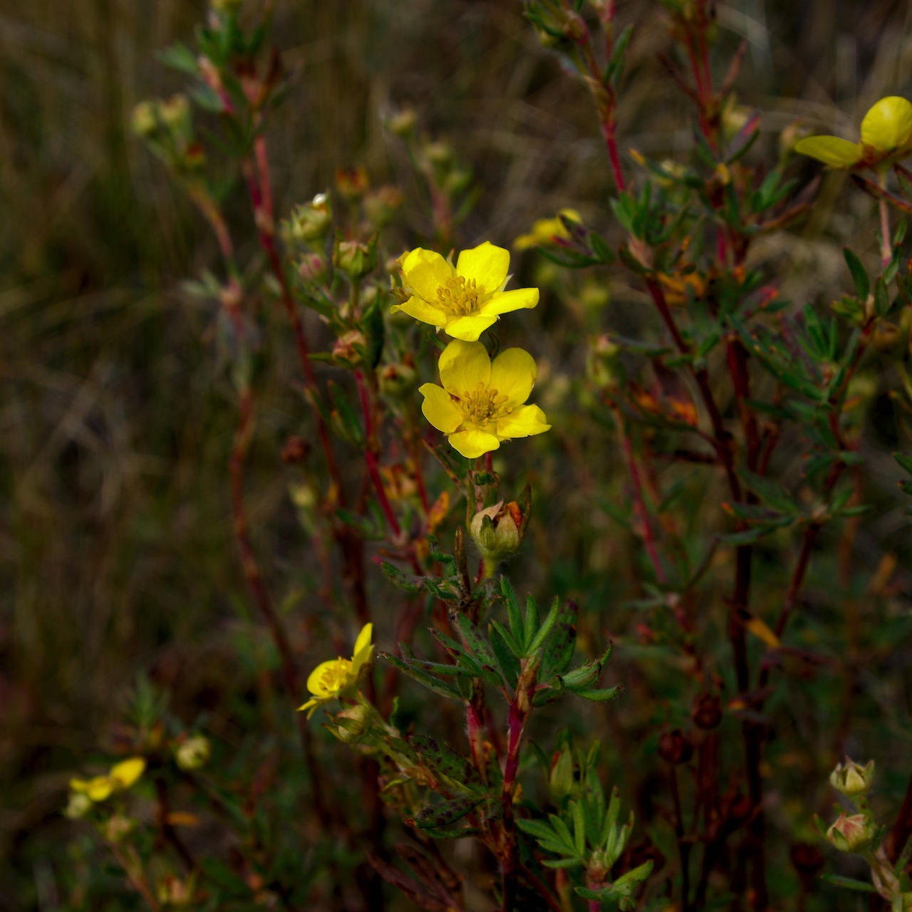 Cunninghan Prado De Flores - Foto gratis en Pixabay - Pixabay
