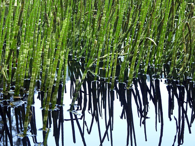 Horsetail Aquatic Mare Water - Free photo on Pixabay