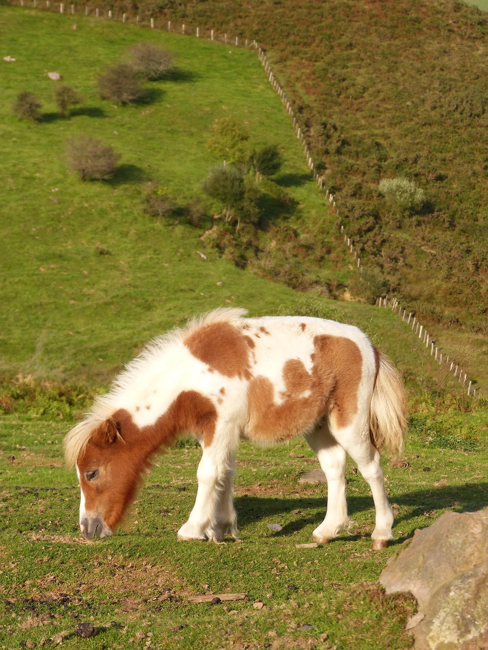 Pony Graze Pasture - Free photo on Pixabay - Pixabay
