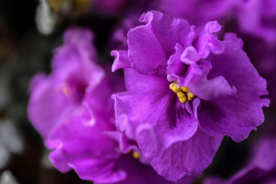 Room Flower Fialka - Free photo on Pixabay - Pixabay