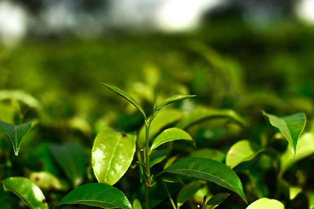 Page 14 - 8,000+ Free Tea Kadai & Tea Images - Pixabay