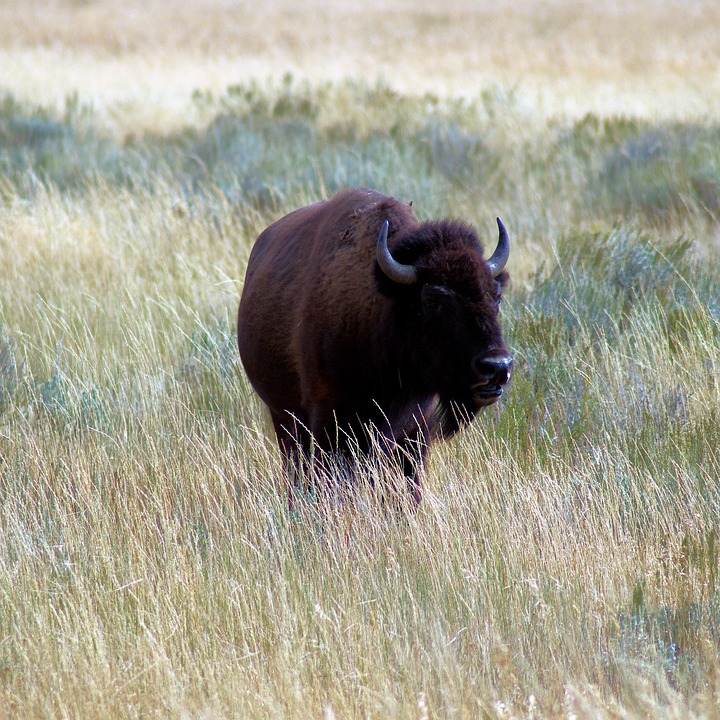 Bison Near Kelly Wyoming - Free photo on Pixabay