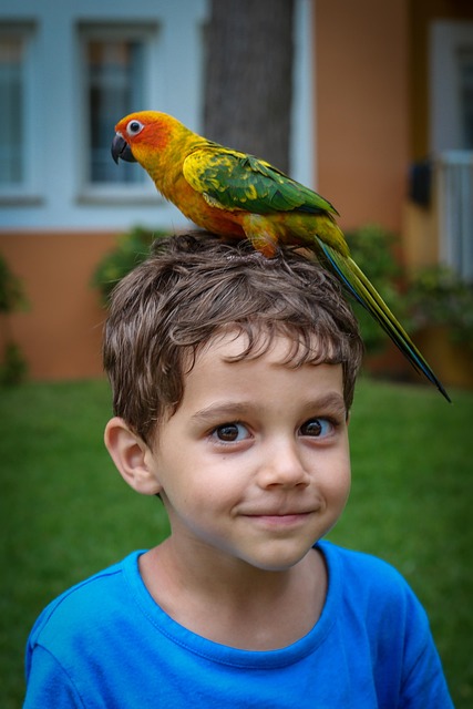 Parrot Boy Majorca - Free photo on Pixabay - Pixabay