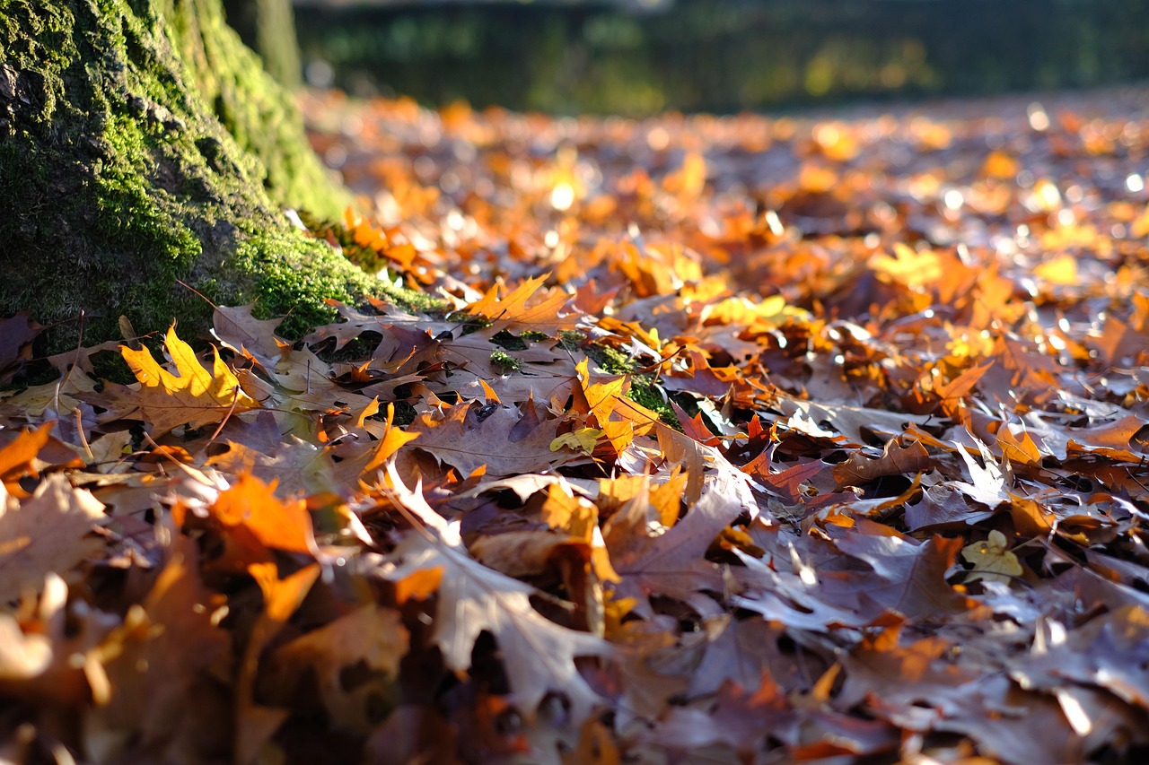 Tree Tribe Leaves - Free photo on Pixabay - Pixabay