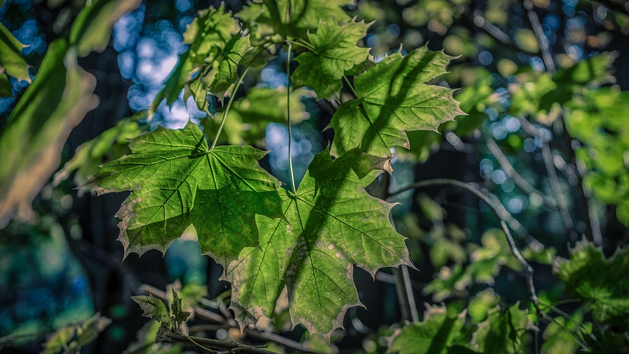 Cair Folhas Floresta - Foto gratuita no Pixabay - Pixabay