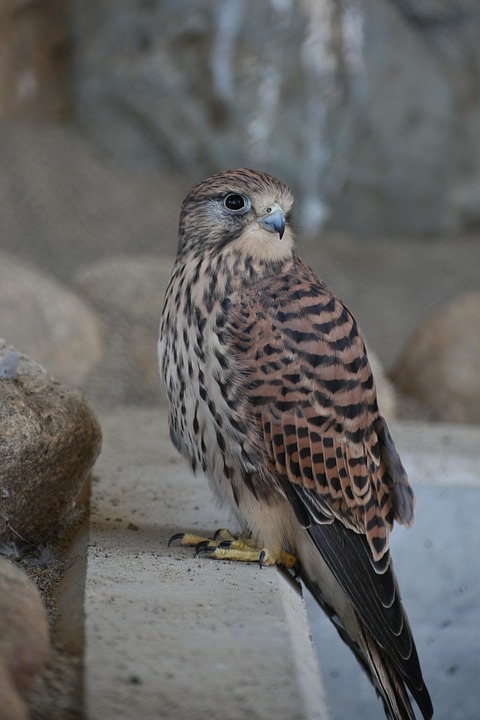 Animal Bird Raptor - Free photo on Pixabay
