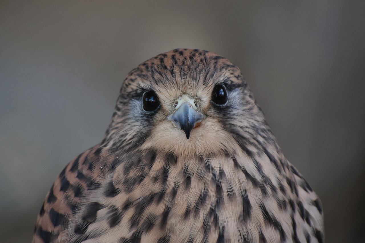 Animal Pájaro Raptor - Foto gratis en Pixabay - Pixabay