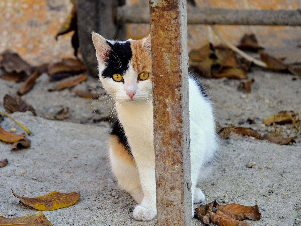 700+ Free Shy & Girl Images - Pixabay