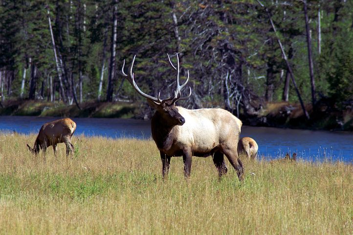 400+ Free Elk & Deer Images