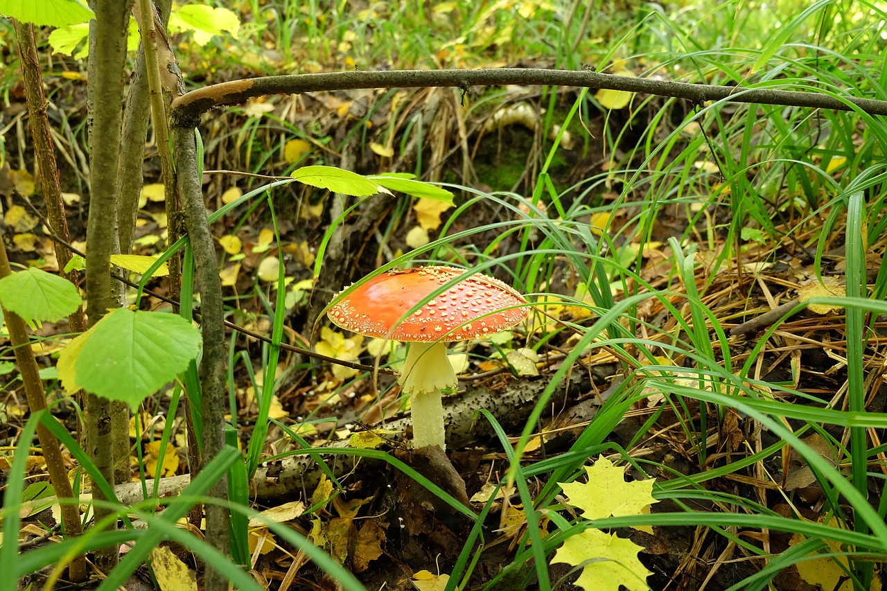 La Nature Forêt Champignon - Photo gratuite sur Pixabay - Pixabay