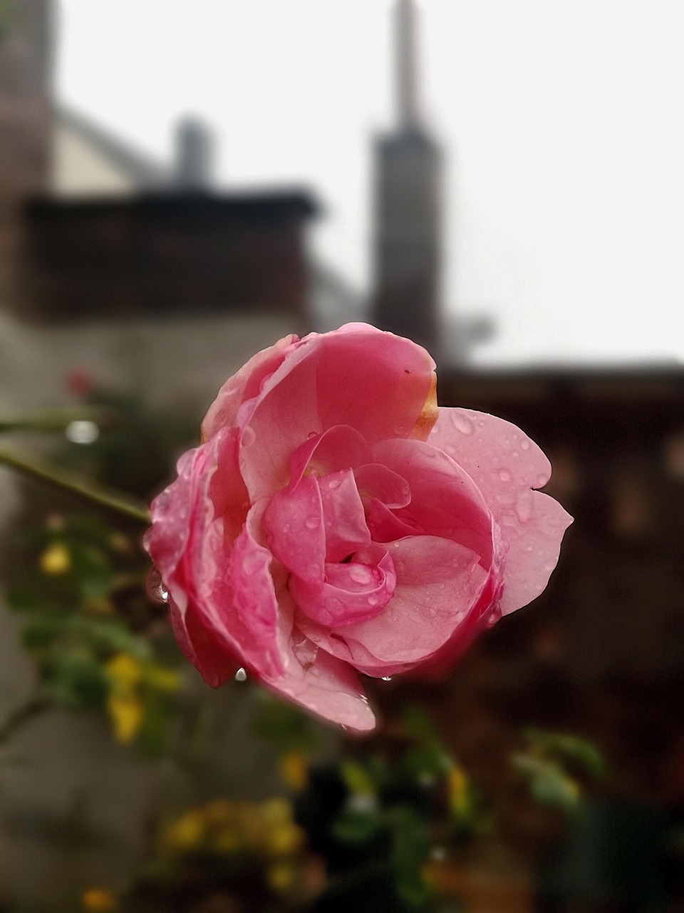 Rosa Gota De Agua Leverkusen - Foto gratis en Pixabay - Pixabay