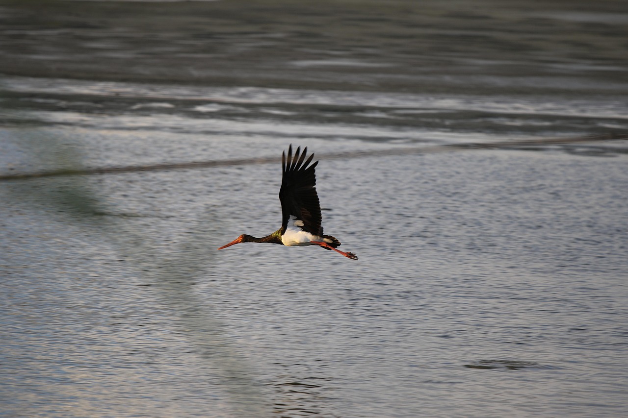 Burung Bangau Hitam Penerbangan - Foto gratis di Pixabay - Pixabay