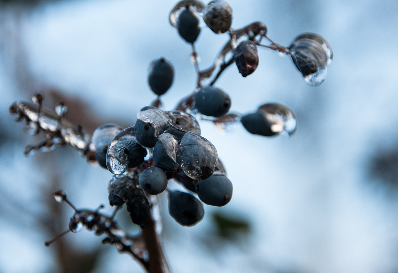 Planta Helado Granizo - Foto gratis en Pixabay - Pixabay