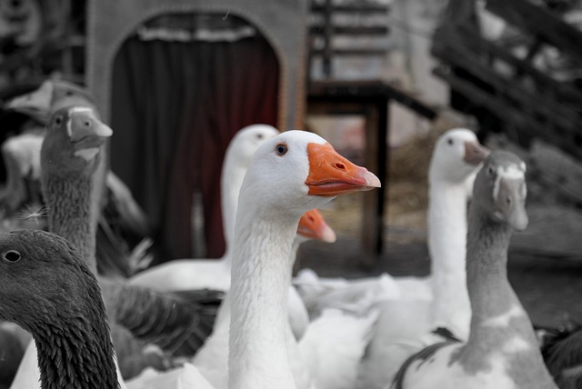 Ganso Animal Granja - Foto gratis en Pixabay - Pixabay