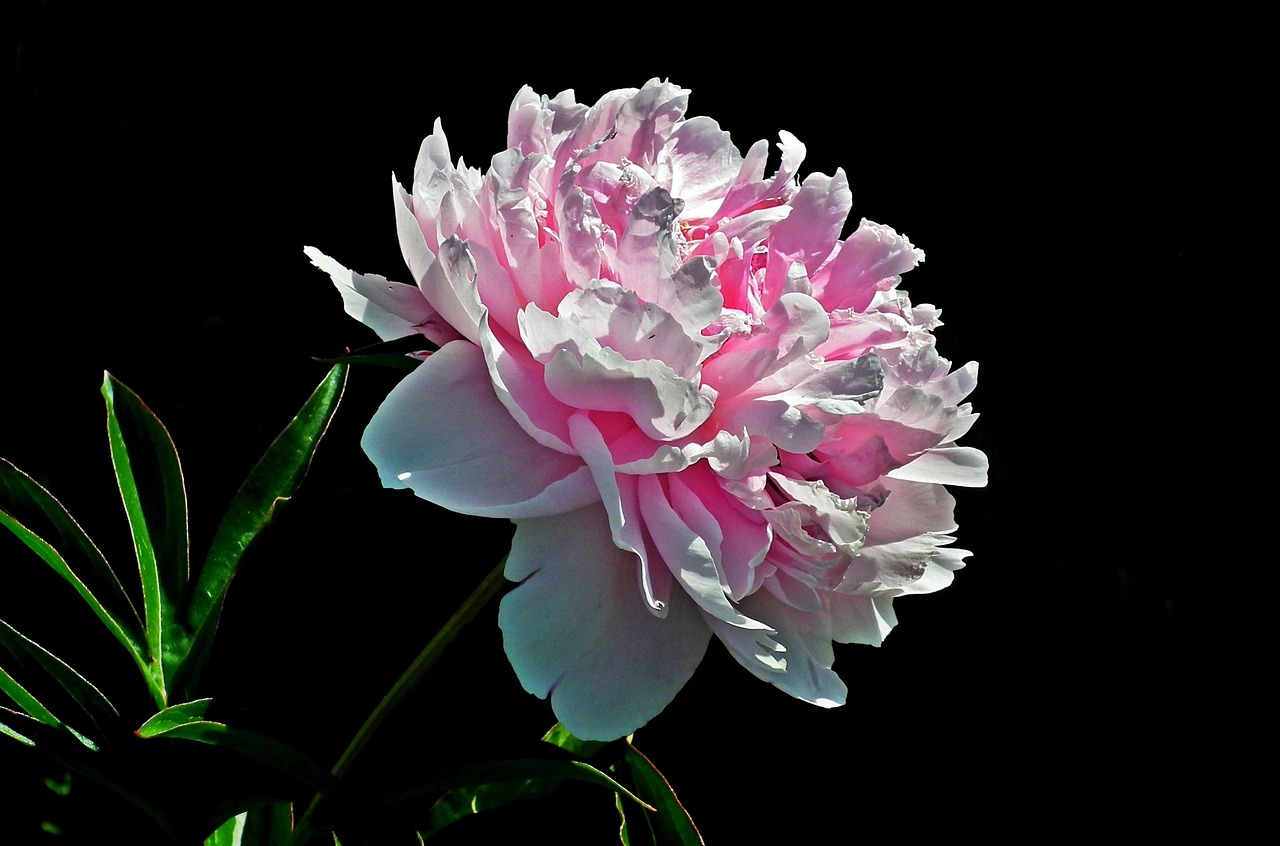 Flower Peony Pink - Free photo on Pixabay - Pixabay