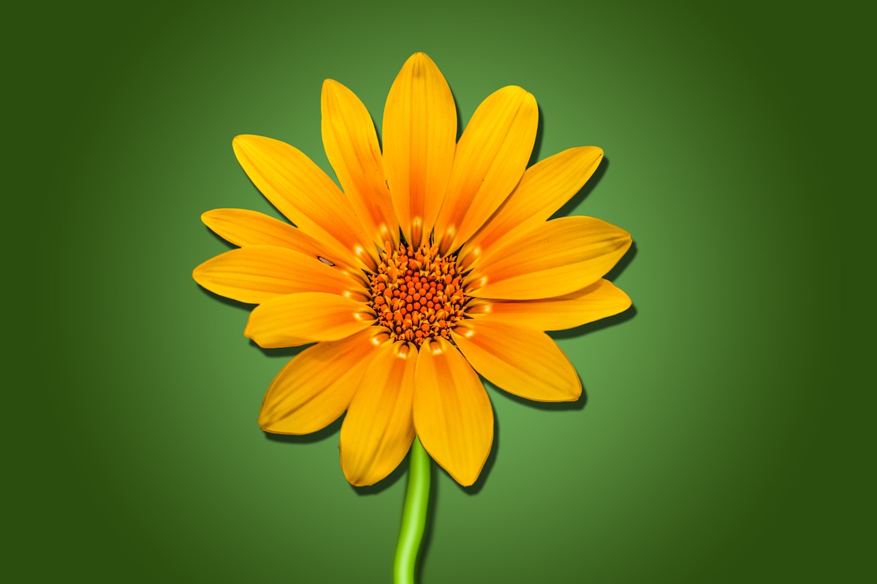 Flower Gérbel Beautiful - Free photo on Pixabay - Pixabay