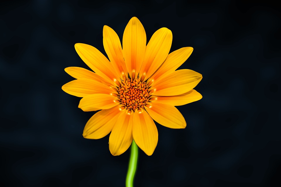 Flower Gérbel Beautiful - Free photo on Pixabay - Pixabay