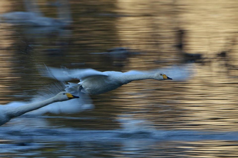 Animal Lac Riverain - Photo gratuite sur Pixabay