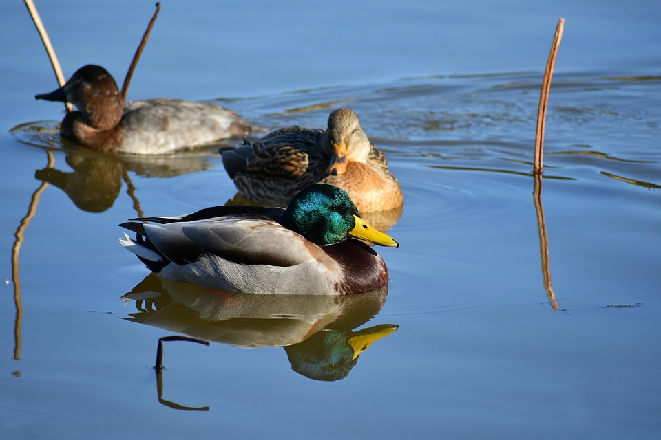 Animal Lake Waterside - Free photo on Pixabay - Pixabay