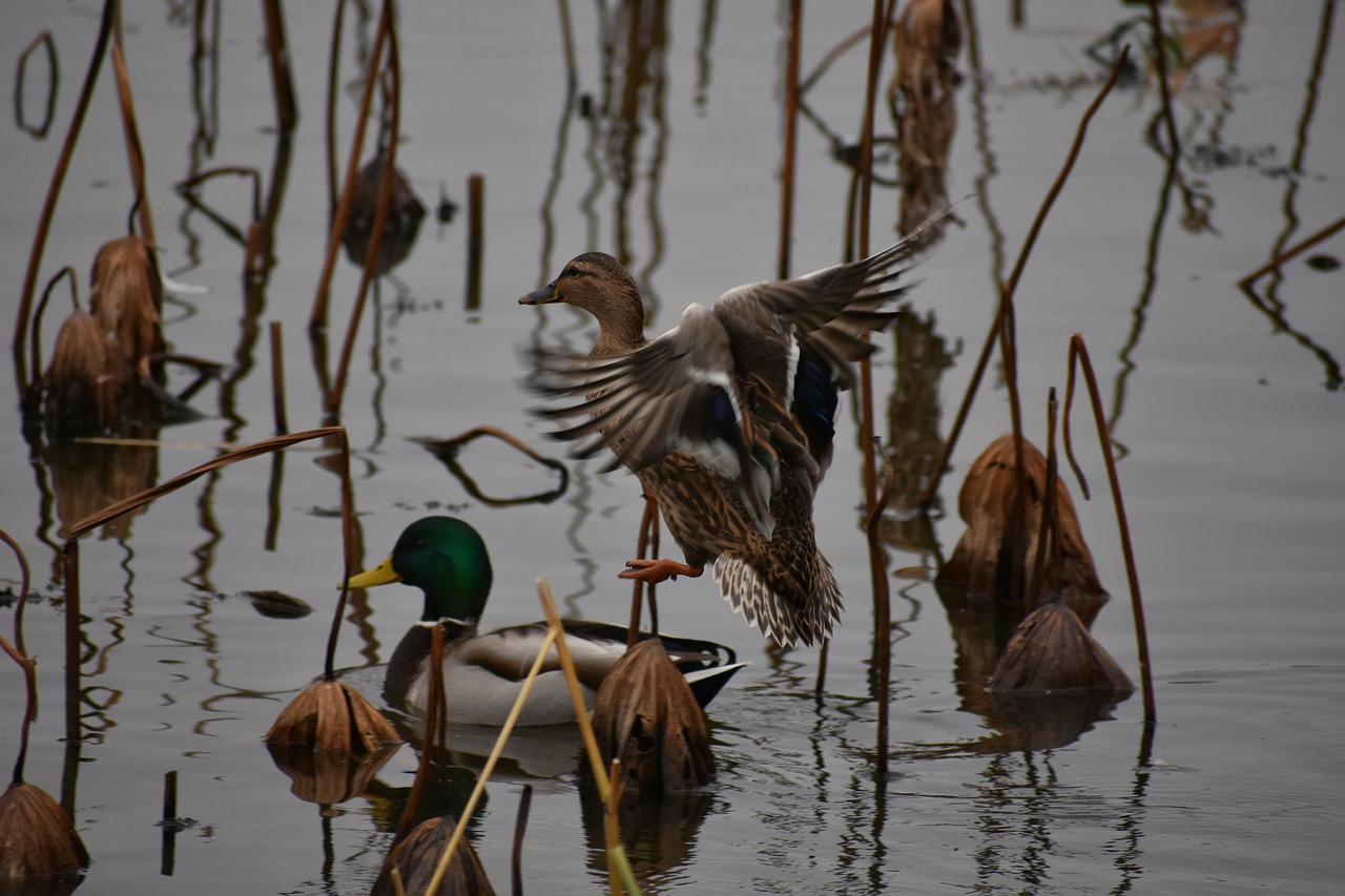 Animal Lake Waterside - Free photo on Pixabay - Pixabay
