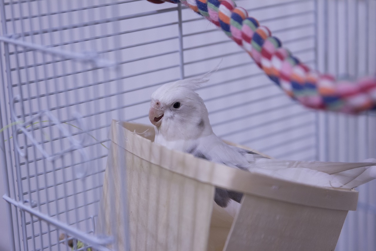 100+ Free Cockatiels & Bird Images - Pixabay