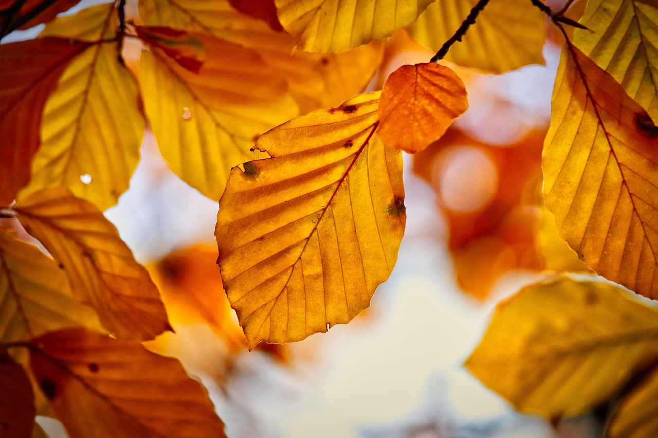 Blätter Buche Herbst - Kostenloses Foto auf Pixabay - Pixabay