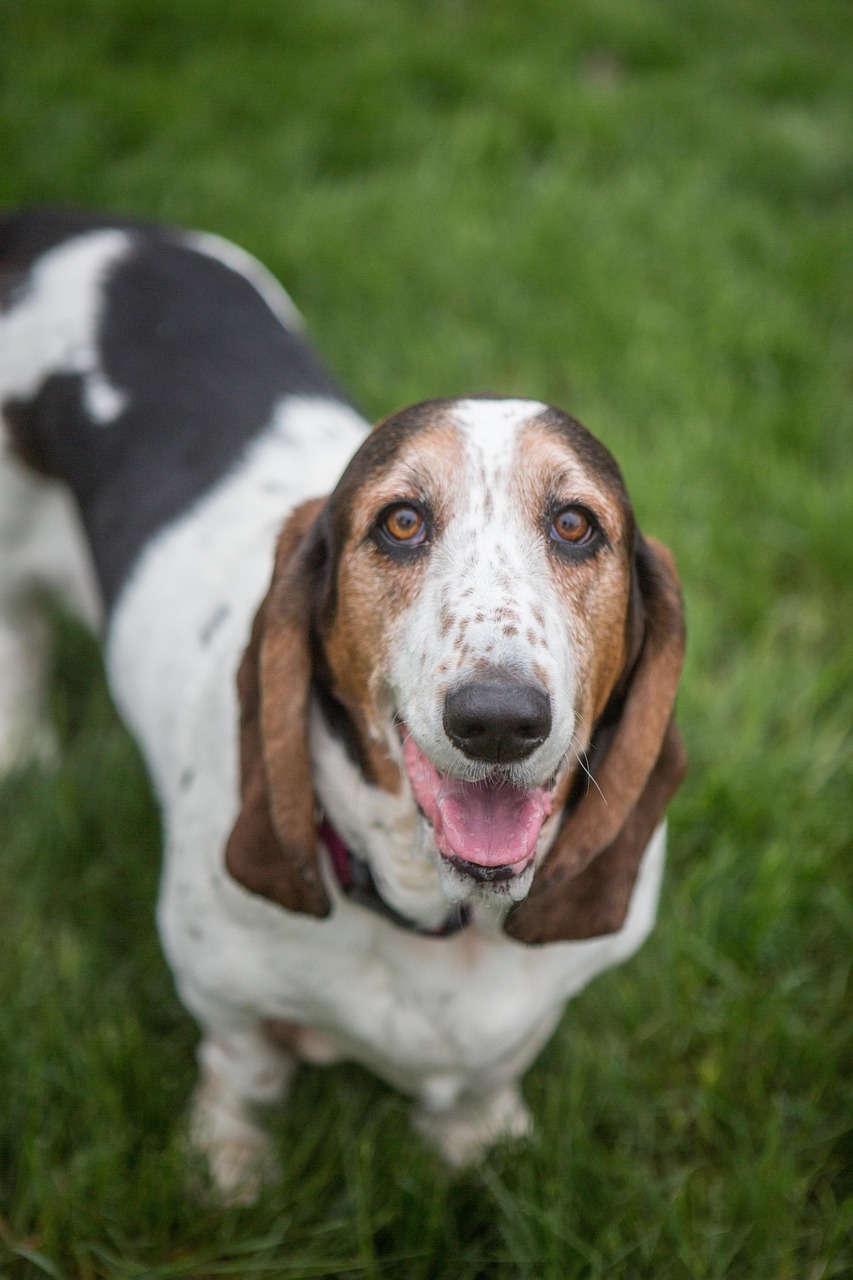50,000+ Free Hound Dog & Dog Images - Pixabay