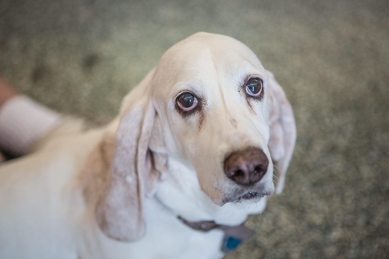 50,000+ Free Hound Dog & Dog Images - Pixabay