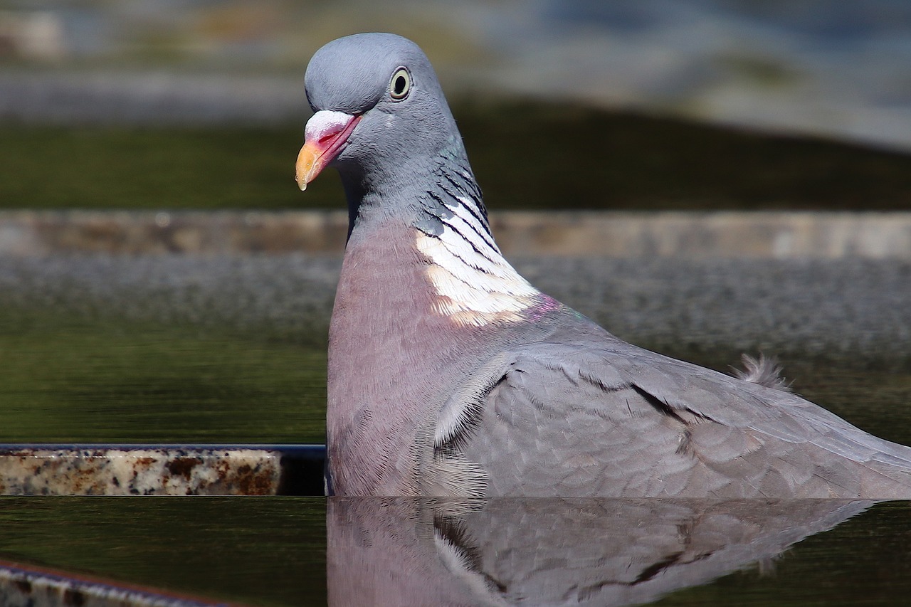 Colombe Diriger Oiseau - Photo gratuite sur Pixabay - Pixabay