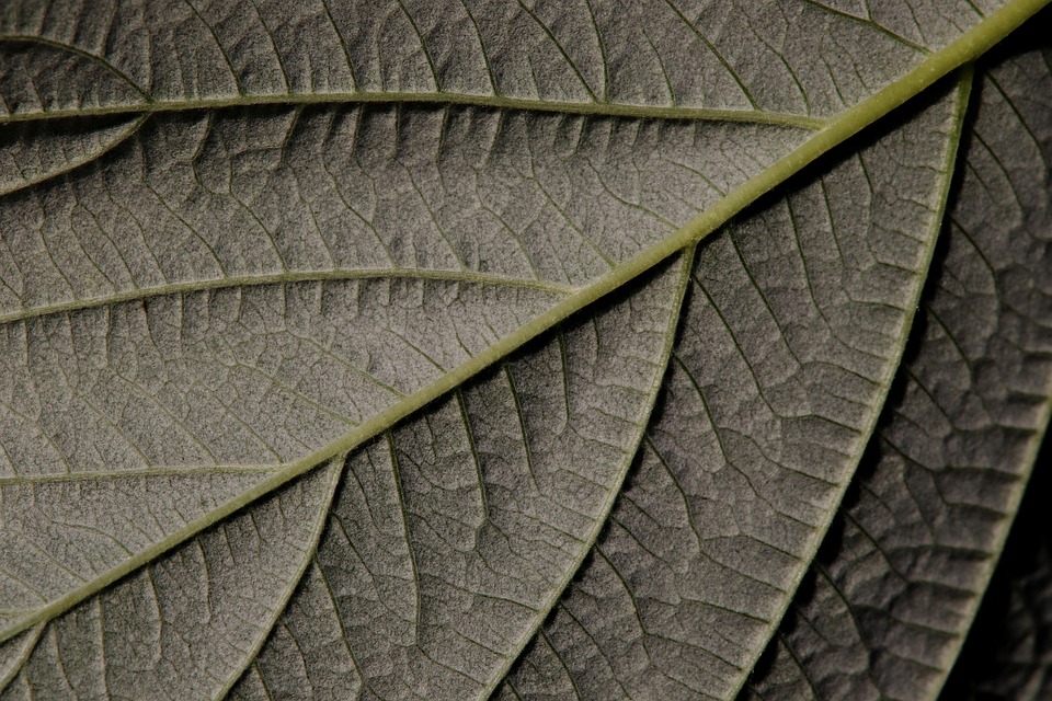 Raspberry Leaf - Free photo on Pixabay