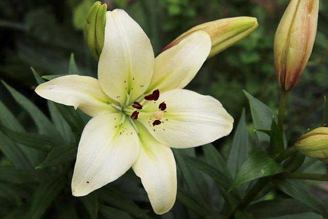 30+ Free Lily Royal & Flora Images - Pixabay