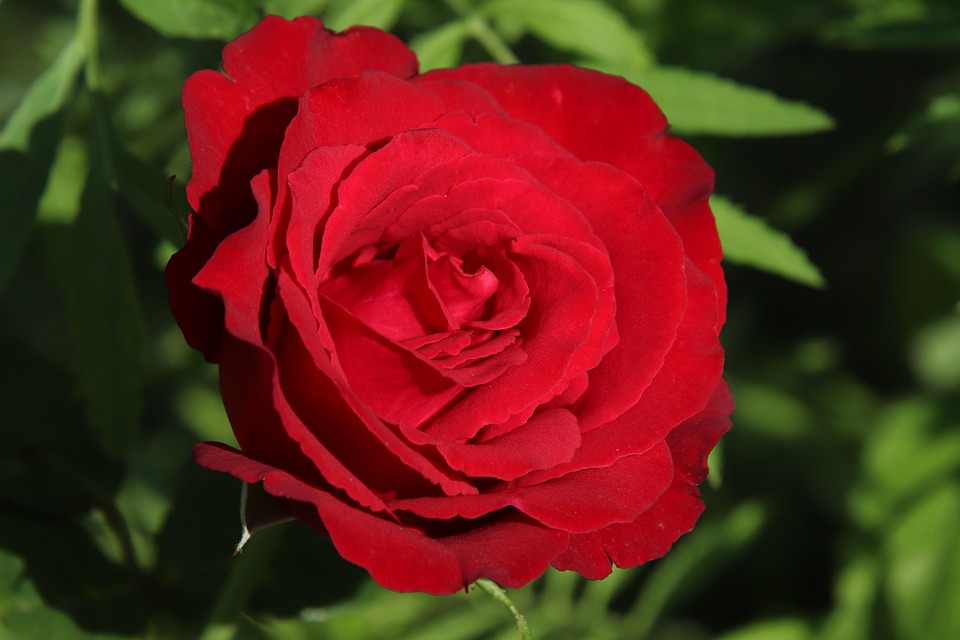 Rose Red Flower - Free photo on Pixabay