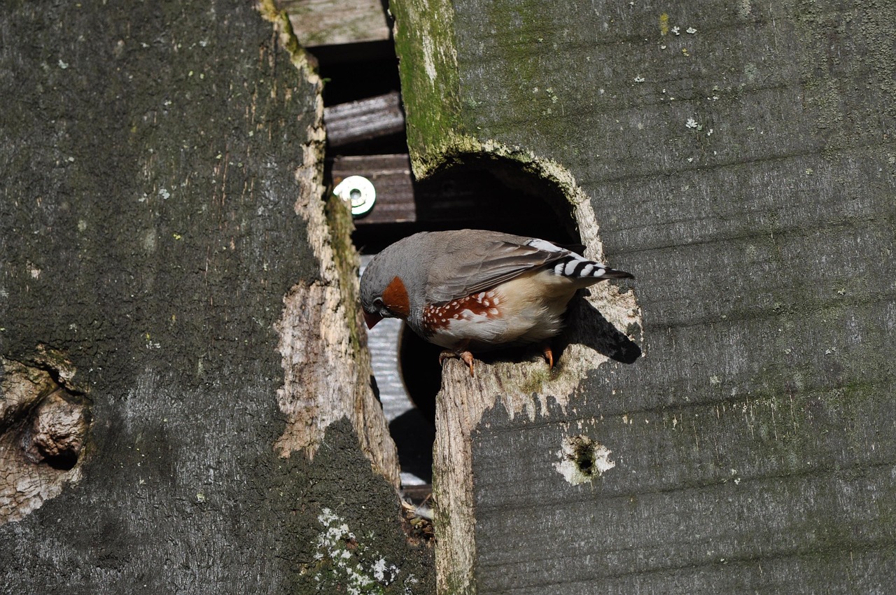Diamant Mandarin Oiseau Animal - Photo gratuite sur Pixabay - Pixabay