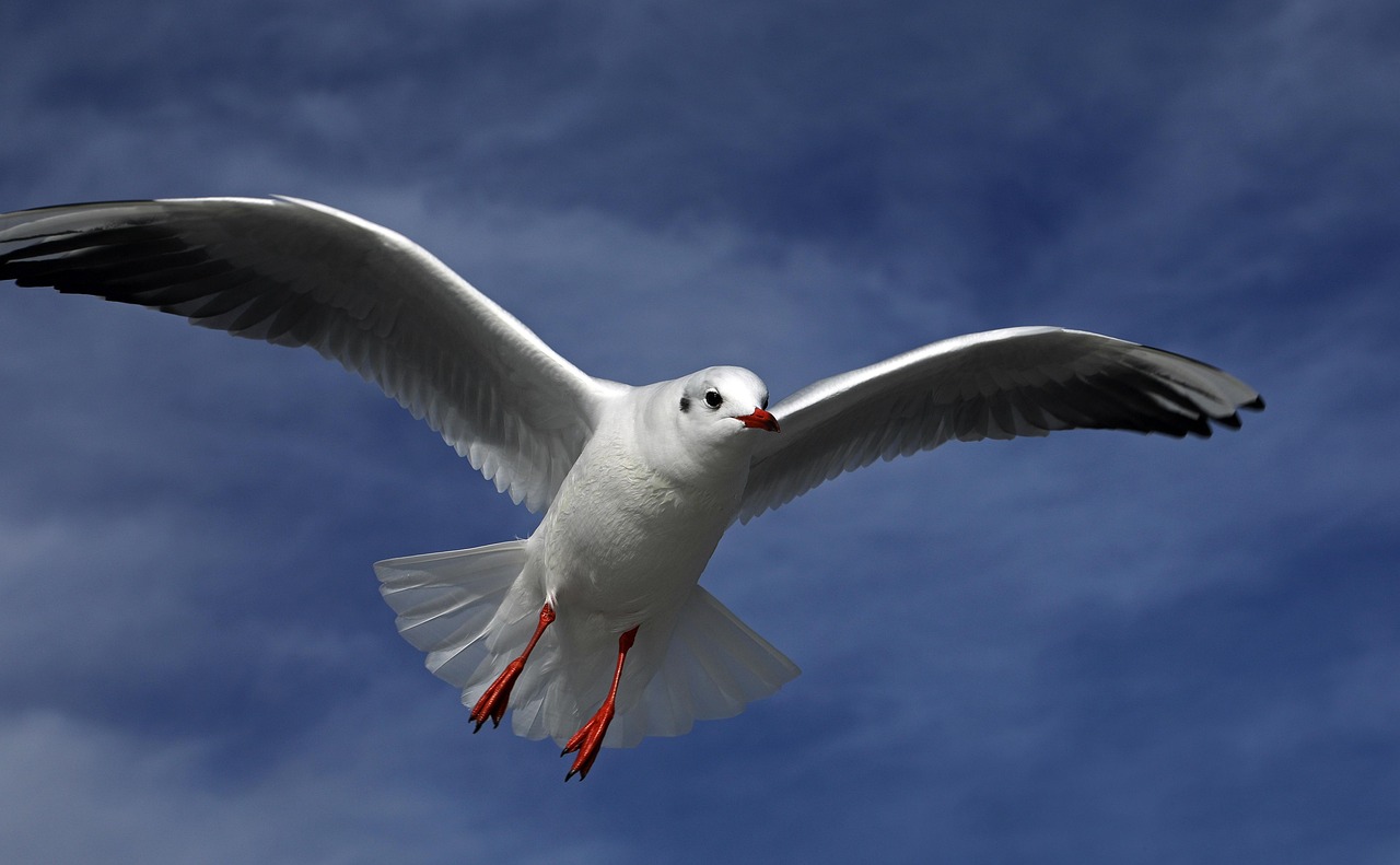 Gull Bird Flying - Free photo on Pixabay - Pixabay