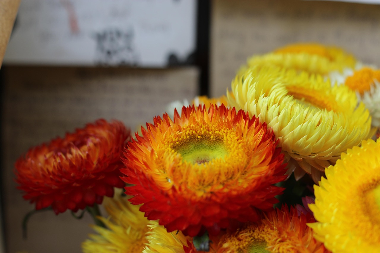 Immotal Flowers Yellow Flower - Free photo on Pixabay - Pixabay