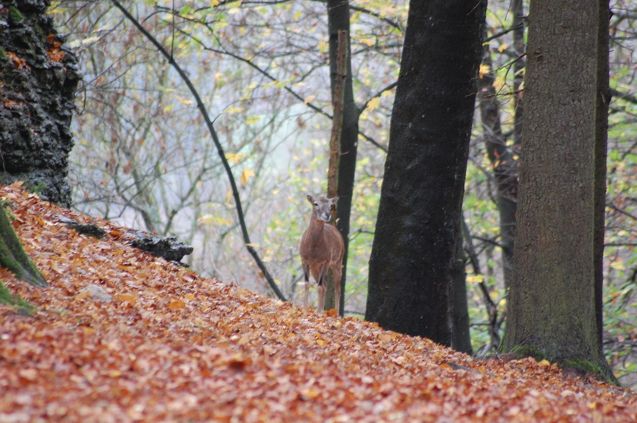 Cerf Red Deer Sauvage - Photo gratuite sur Pixabay - Pixabay