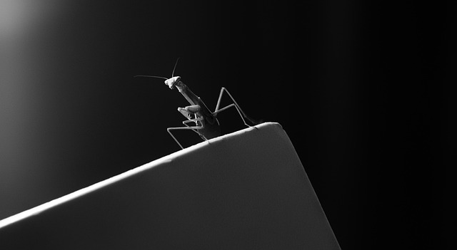 Praying Mantis Bug Free Photo On Pixabay Pixabay