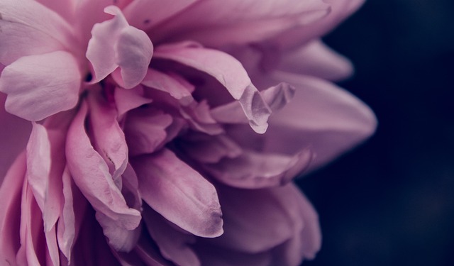 Mawar Merah Jambu Cinta - Foto gratis di Pixabay - Pixabay