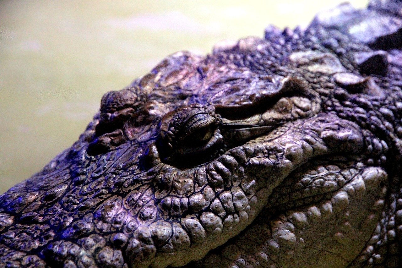 1 000+ Бесплатные Crocodile & Крокодил изображения - Pixabay