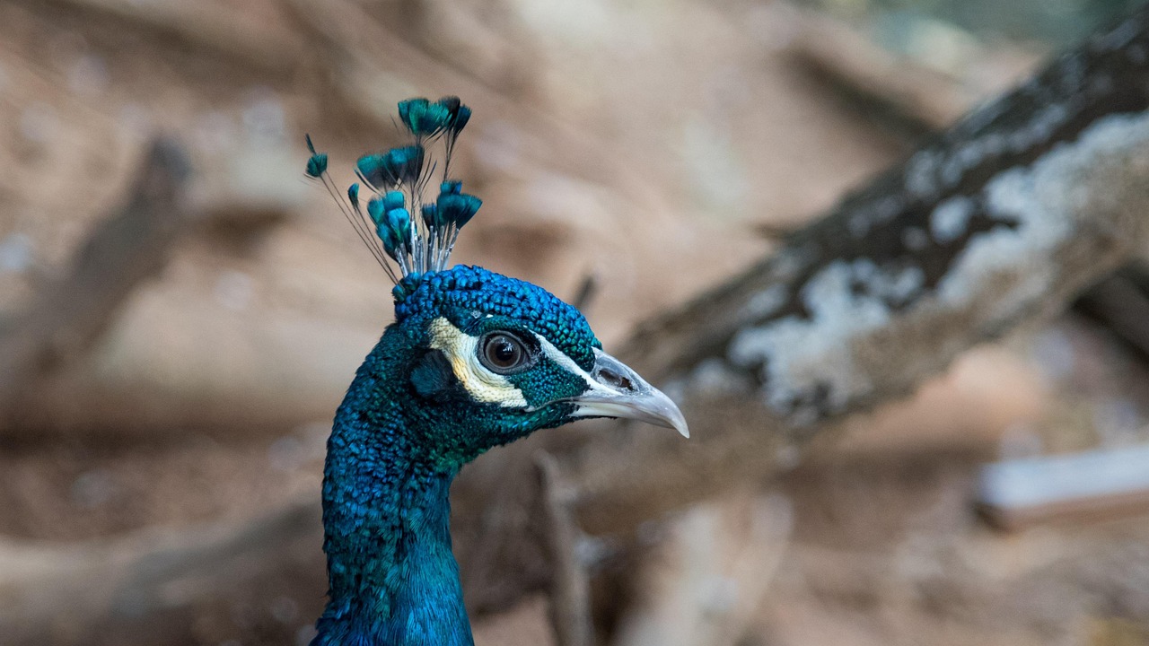 Animal Paon Zoo - Photo gratuite sur Pixabay - Pixabay