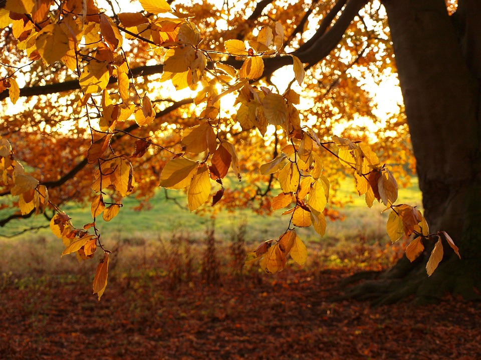 Feuilles Hêtre Arbre - Photo gratuite sur Pixabay - Pixabay